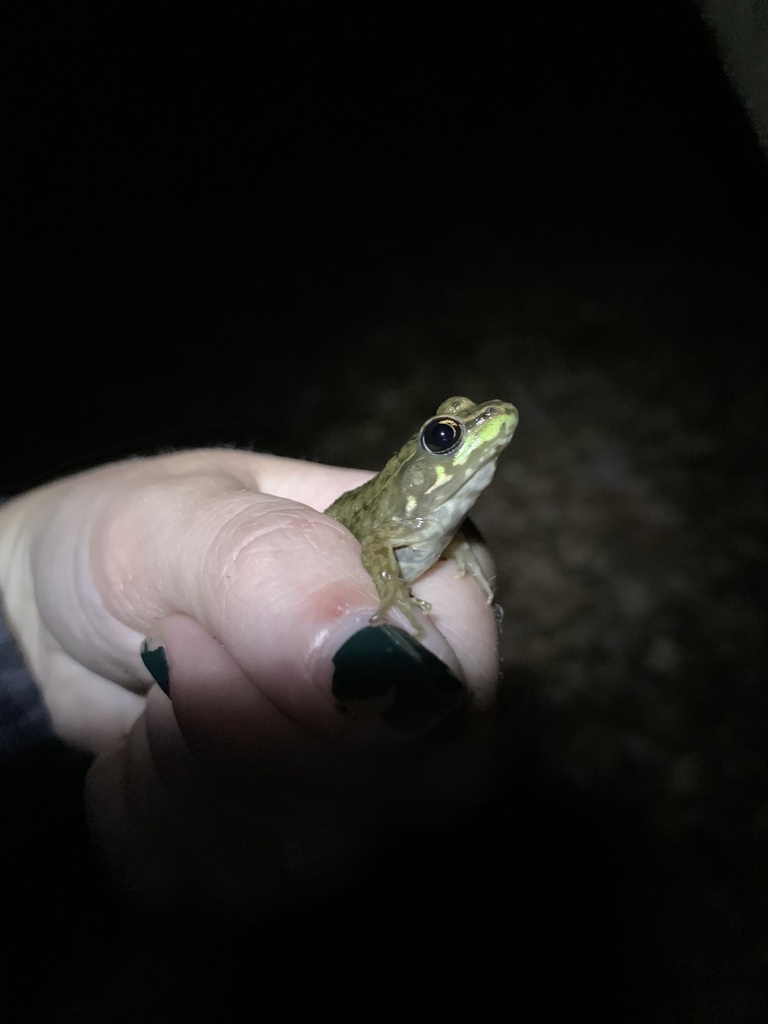 Green Frog from Great Swamp National Wildlife Refuge, New Vernon, NJ ...