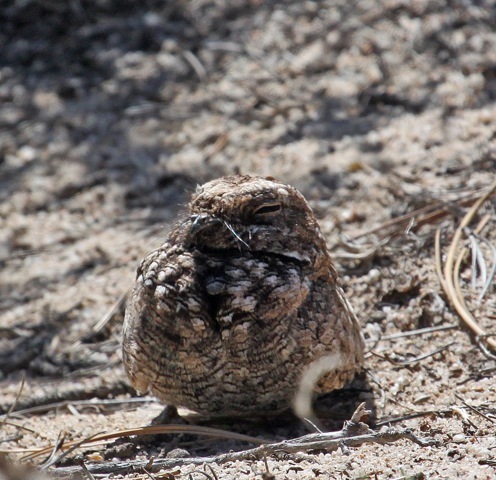 Common Poorwill (Jimmy Camp and Corral Bluffs Birds) · iNaturalist