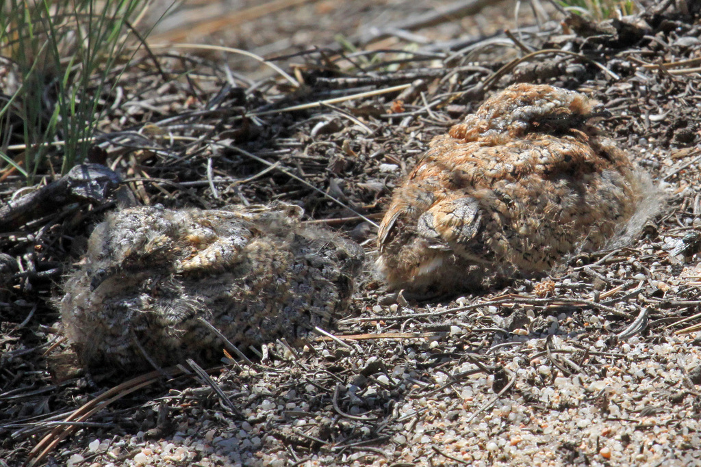 Common Poorwill (Jimmy Camp and Corral Bluffs Birds) · iNaturalist