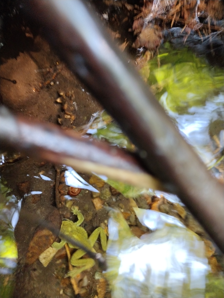 Rocky Mountain Tailed Frog from Clearwater County, ID, USA on July 17 ...