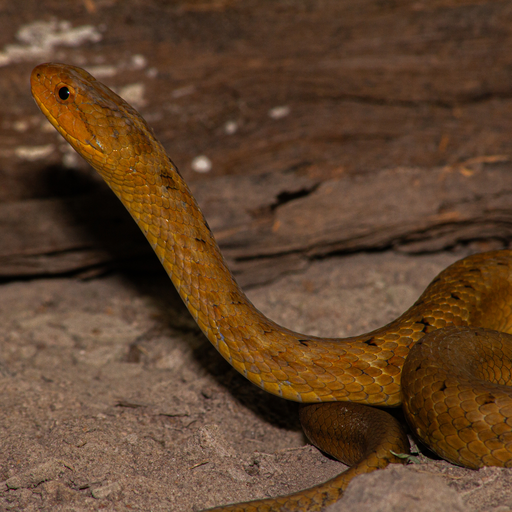 Chaco Sepia Snake from Porto Murtinho - MS, Brasil on January 6, 2024 ...
