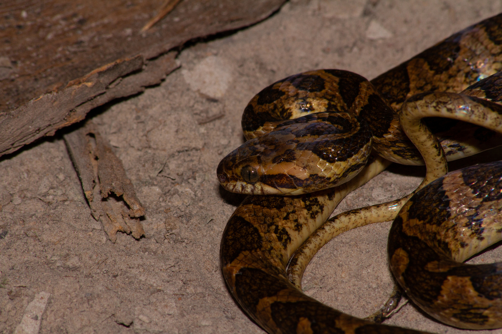 Leptodeira annulata pulchriceps from Porto Murtinho - MS, Brasil on ...