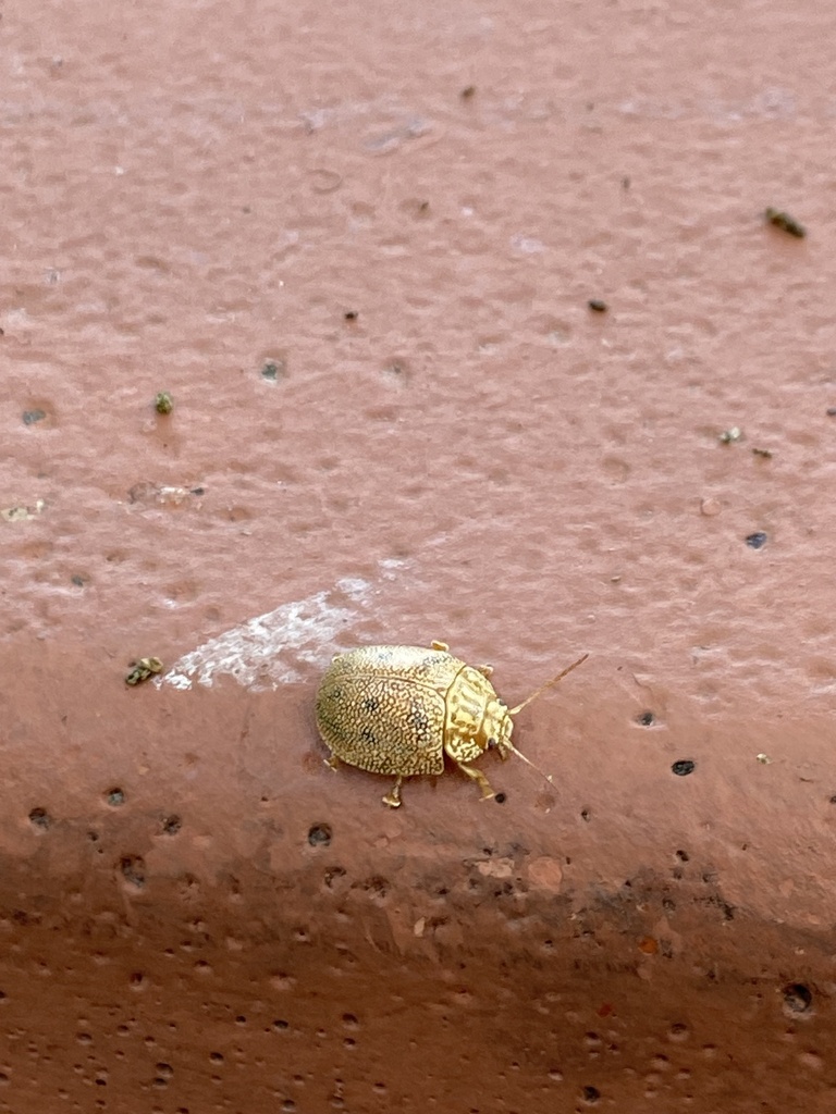 Dotted Paropsine Leaf Beetle from Elysian Park Recreation Center, Los ...