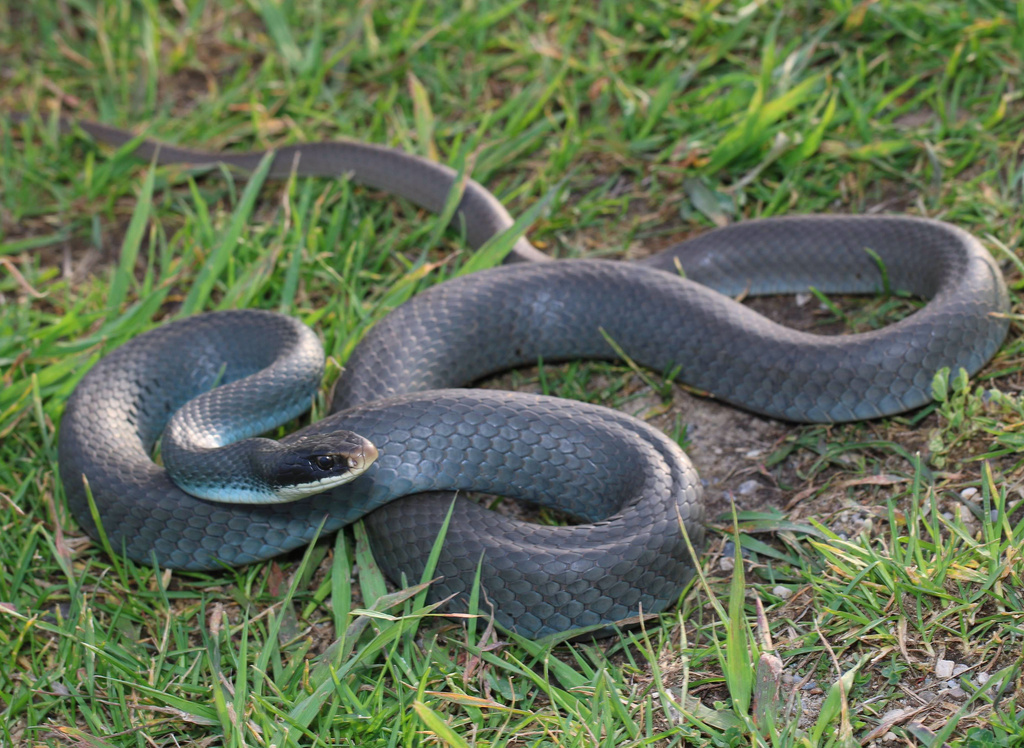 Blue Racer in June 2020 by parkercarney. Giant individual · iNaturalist