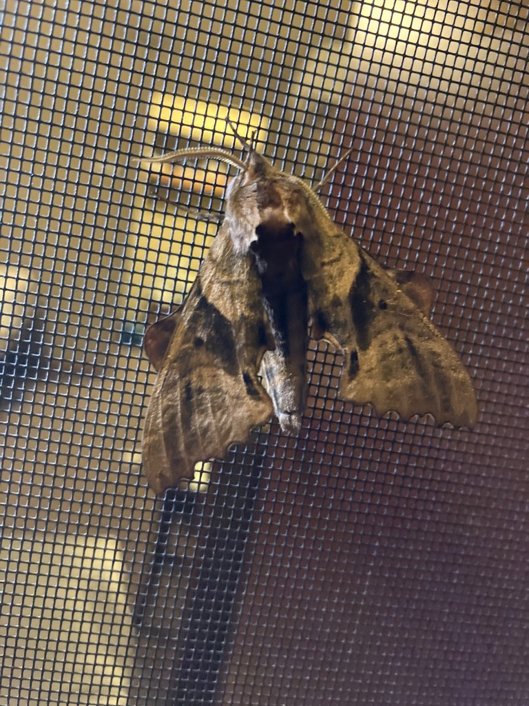 Blinded Sphinx from First St, Interlochen, MI, US on July 16, 2024 at ...