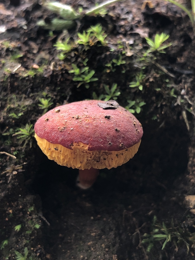 Hortiboletus from Mariano Escobedo, Ver., MX on July 19, 2024 at 10:40 ...