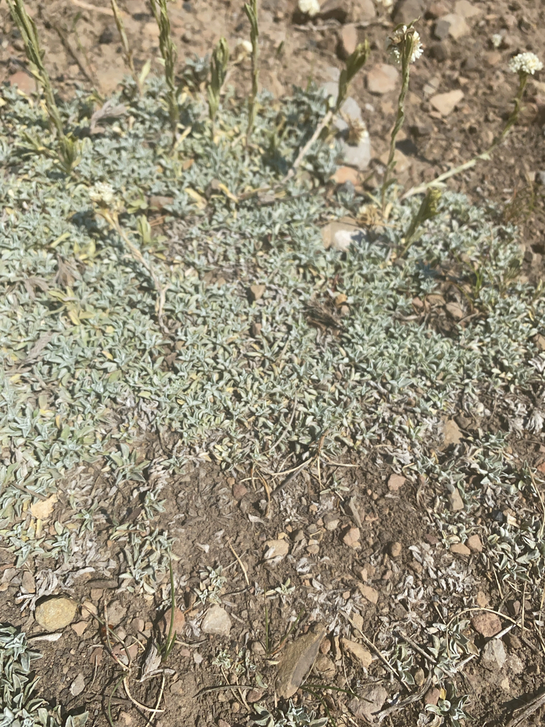 mat rock spiraea from Elkford on July 19, 2024 at 11:32 AM by Sheldor ...