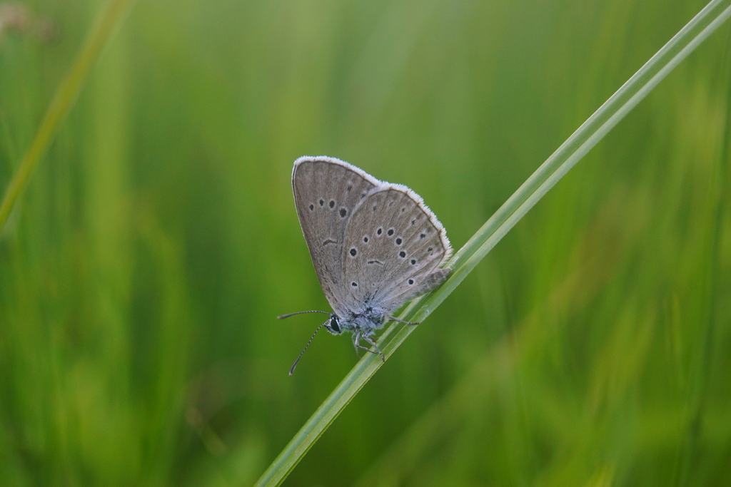 Scarce Large Blue in July 2024 by Максим Рыжов · iNaturalist