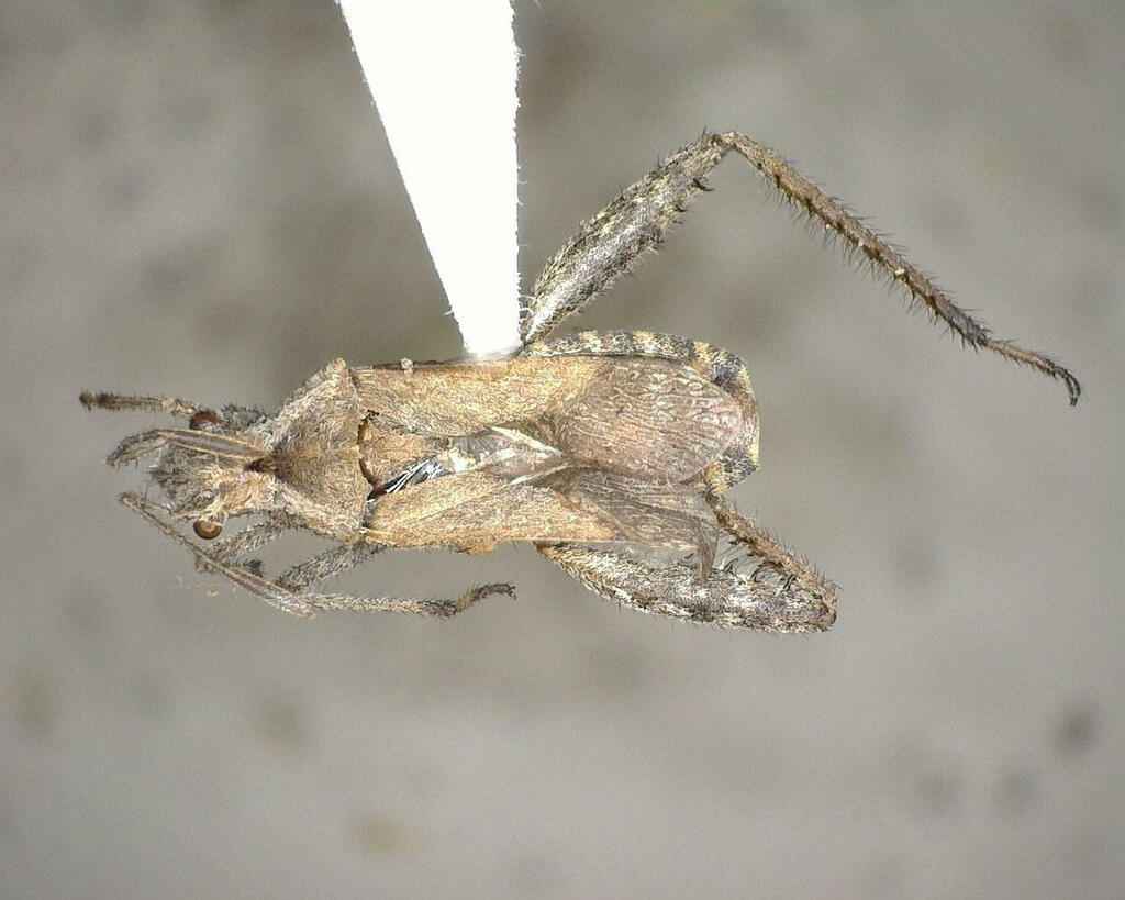 Leaf-footed Bugs and Allies from Kimble County, TX, USA on July 11 ...