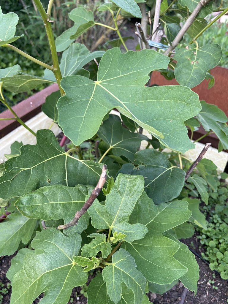 Figs from Rue de Mensdorf, Niederanven, District de Luxembourg, LU on ...