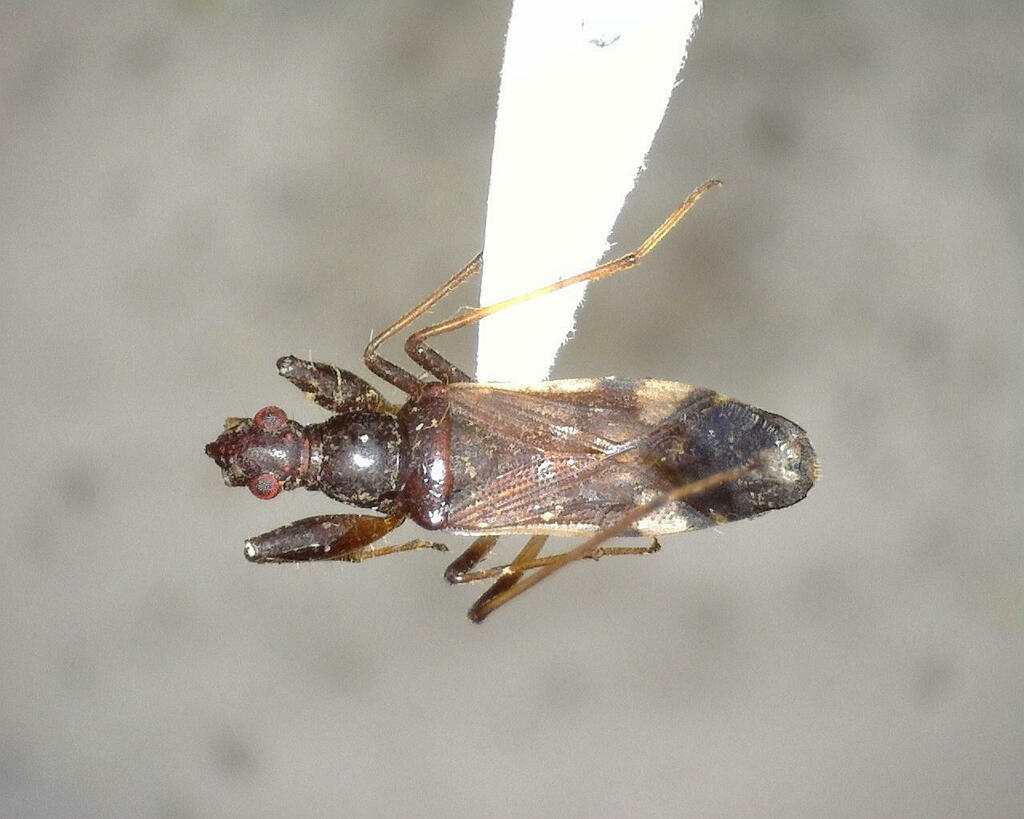 Pseudopamera nitidula from Kimble County, TX, USA on July 11, 2024 at ...