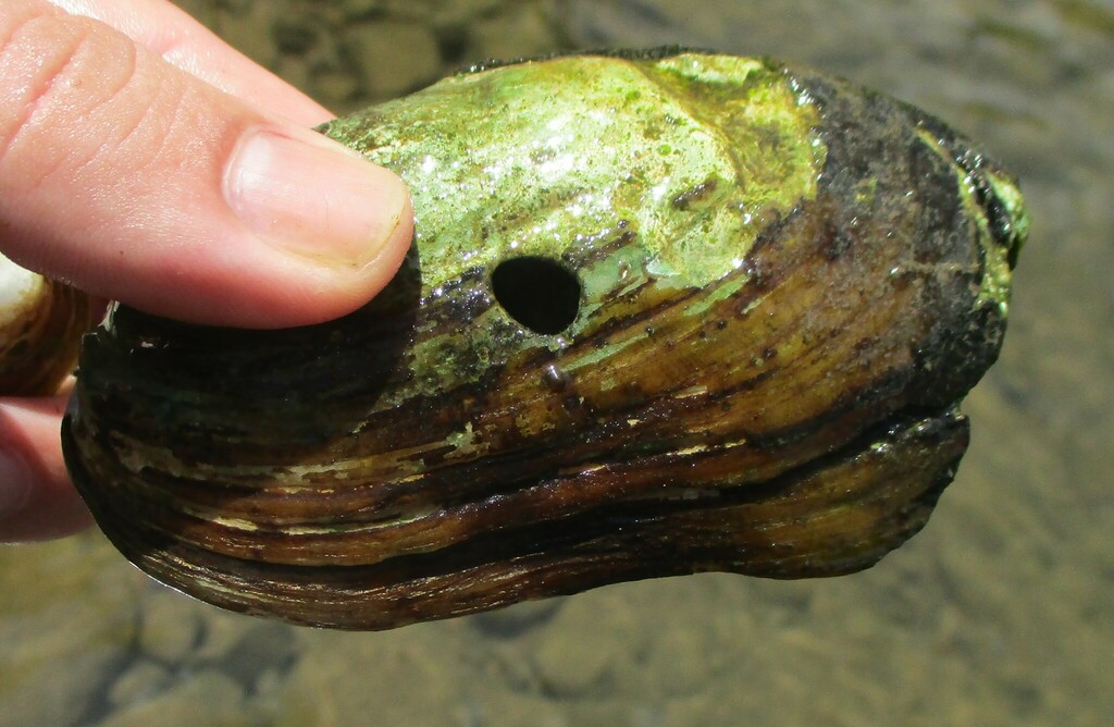 Kidneyshell from Oil City, PA 16301, USA on July 19, 2024 at 12:12 PM ...