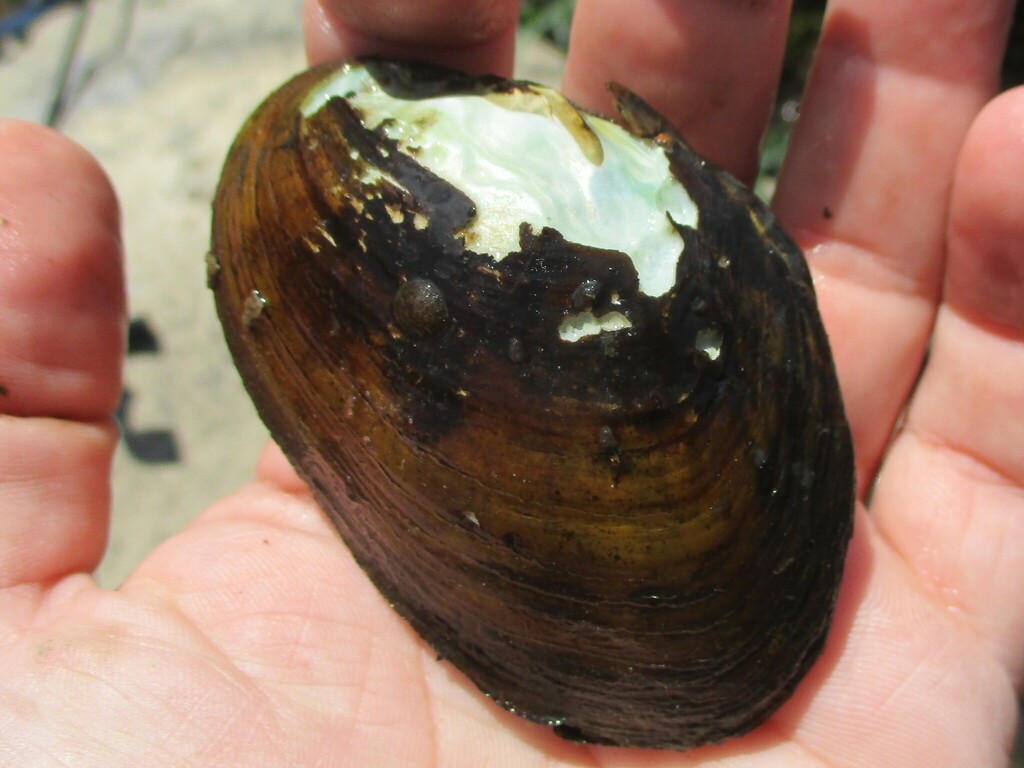 Mucket from Oil City, PA 16301, USA on July 19, 2024 at 12:52 PM by ...