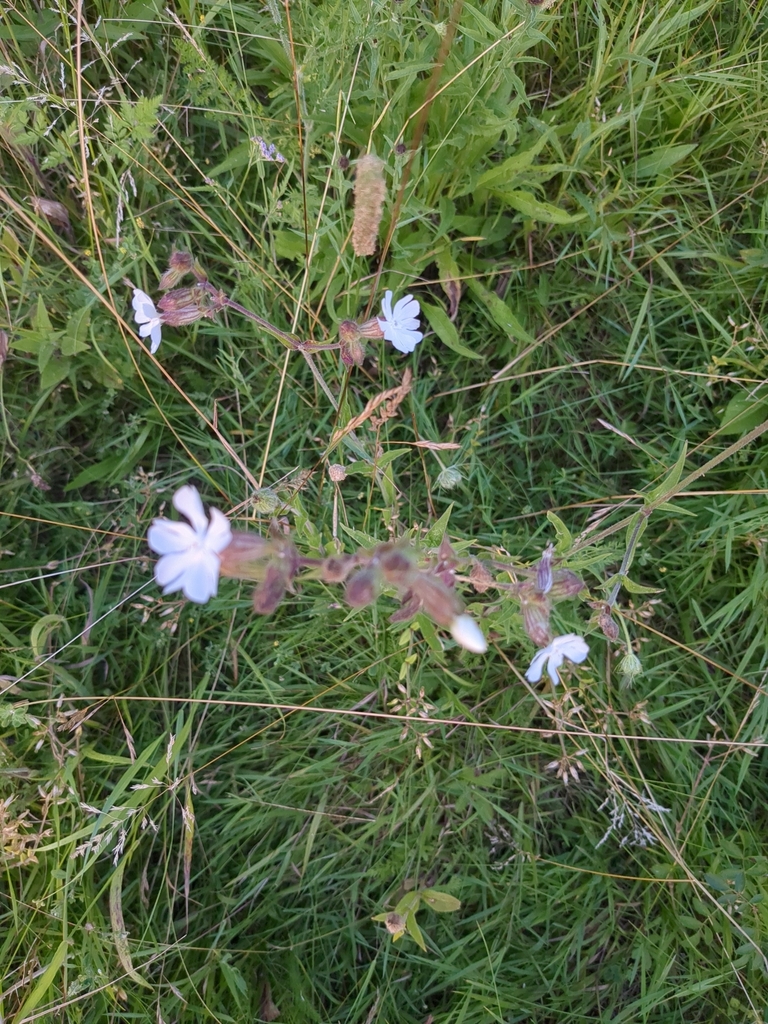 white campion from Ketton, Stamford, UK on 19 July, 2024 at 08:49 PM by ...