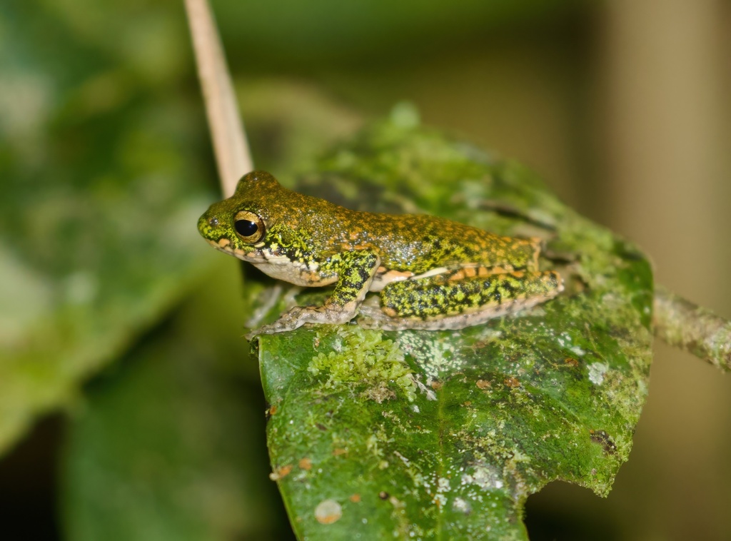 Western Highland Tree Frog from Kum Montain, Mount Hagen Western ...