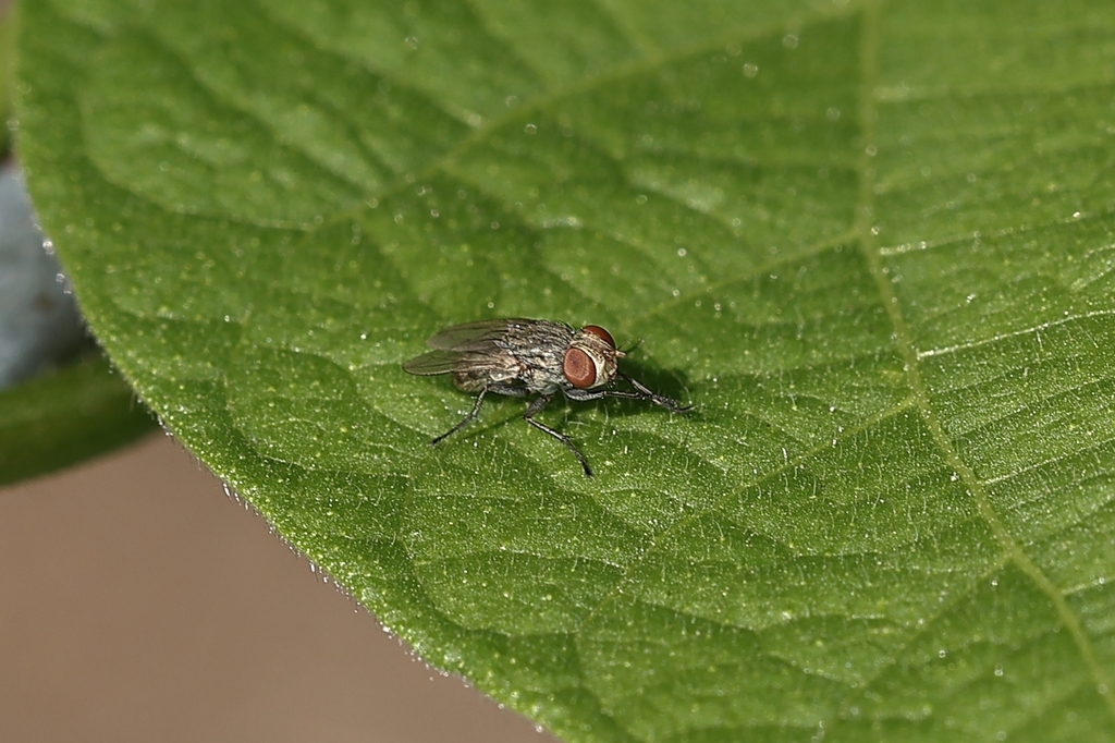 Bot Flies, Blow Flies, and Allies in July 2024 by Lane Nielson ...