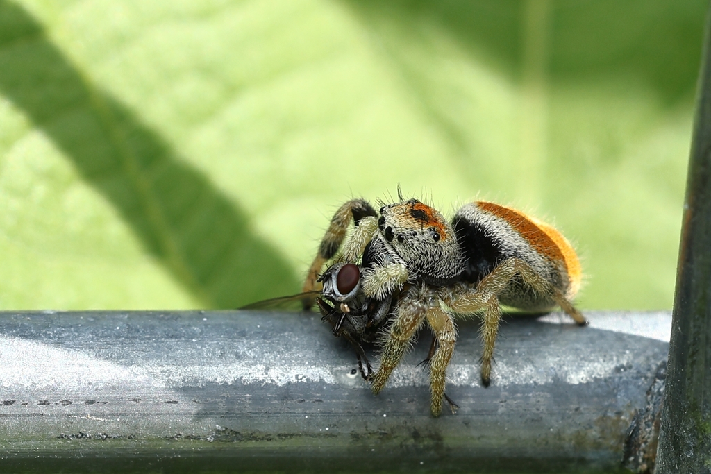Apache Jumping Spider in July 2024 by Lane Nielson · iNaturalist