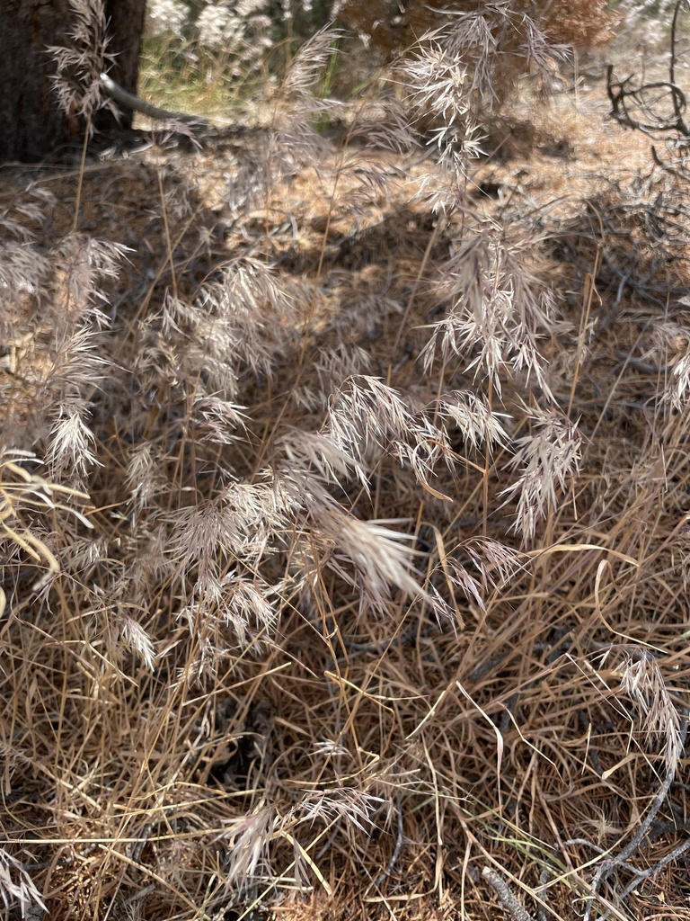 Cheatgrass from Goldfield, NV, US on July 19, 2024 at 01:57 PM by Laura ...