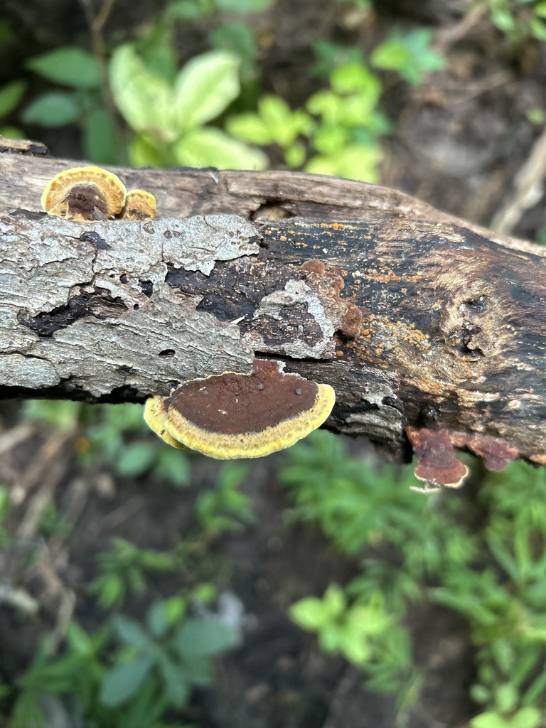 Mustard Yellow Polypore from Creve Coeur Park, Maryland Heights, MO, US ...