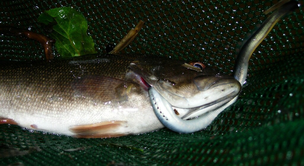 Sea Lamprey from Holyoke, MA, USA on October 21, 2005 at 03:07 PM by ...