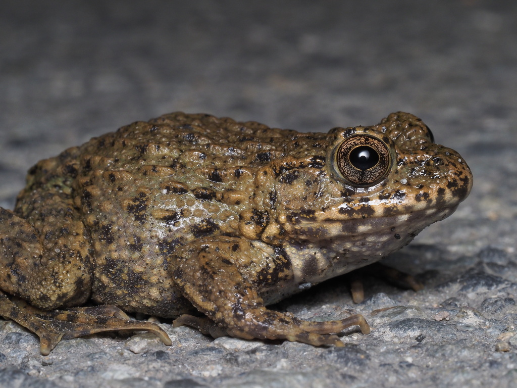 Proto wrinkled frog from 本州, 上野原市, 山梨県, JP on July 18, 2024 at 08:18 PM ...