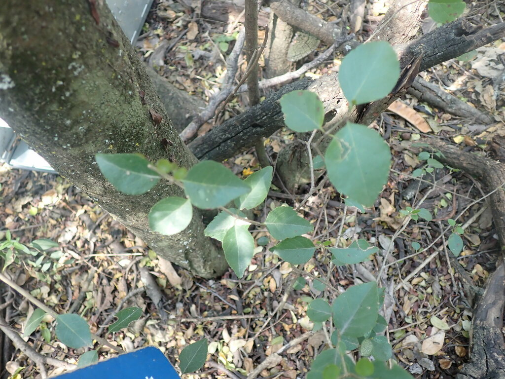 Netleaf Forestiera from Monterrey, N.L., México on March 11, 2024 at 11 ...