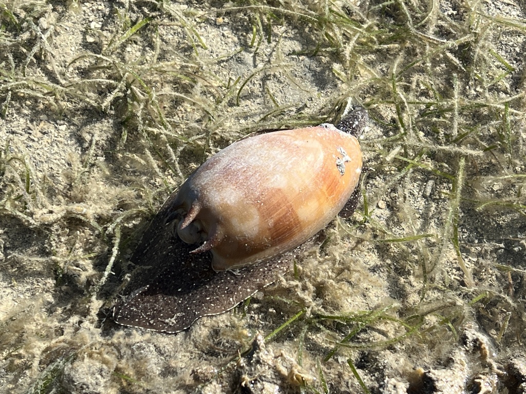 Melon Shell from Coral Sea, Cape Conway, QLD, AU on July 19, 2024 at 03 ...