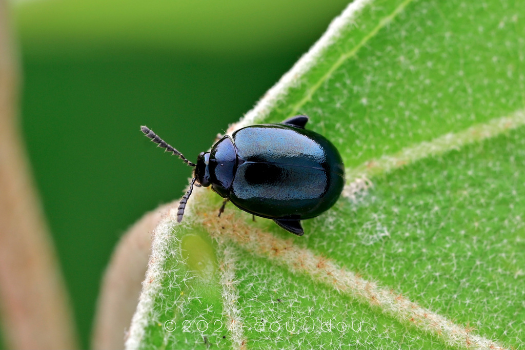Nonarthra cyanea from 中国浙江省杭州市临安区清凉峰 on June 8, 2024 at 12:55 PM by Fan ...