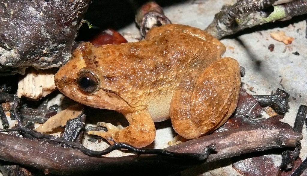 Matang Creek Frog from Mount kinabalu. on December 23, 2010 by Benjamin ...