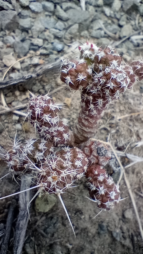 Sagebrush Cholla from Mina, NV 89422, USA on July 19, 2024 at 12:14 PM ...