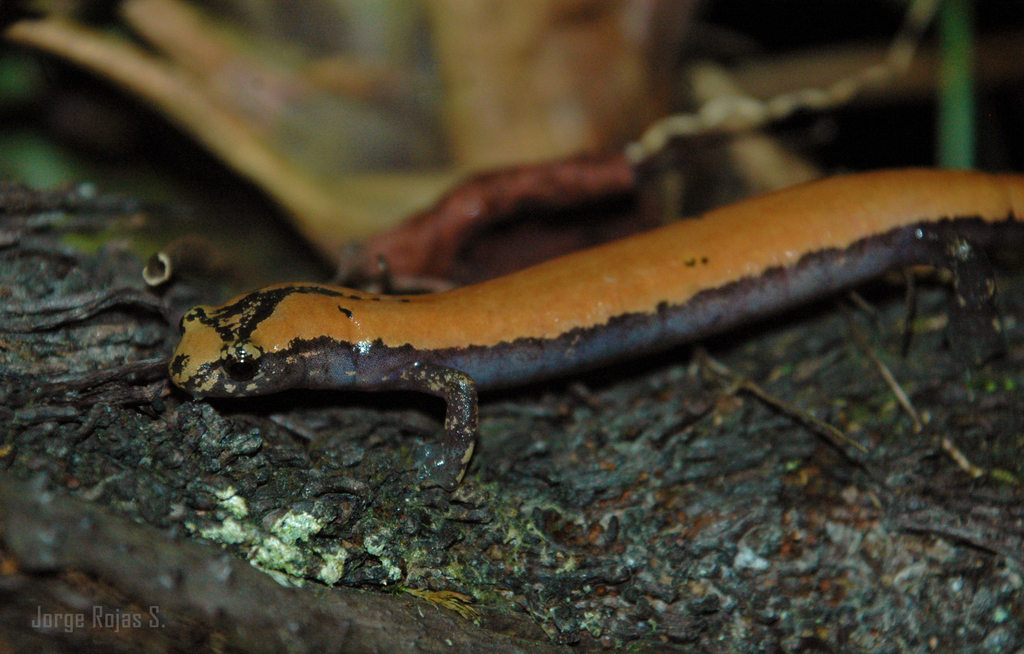 Broadfoot Mushroomtongue Salamander from Los Reyes, Ver., México on ...