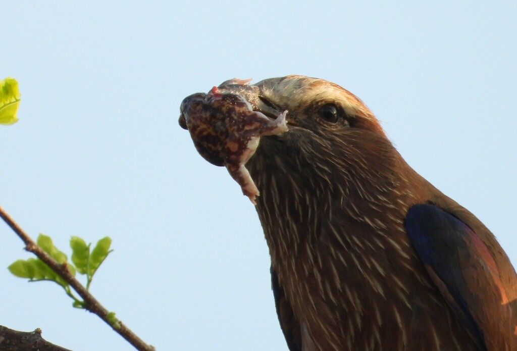 Common Rain Frog from Otjozondjupa Region, Namibia on November 30, 2023 ...