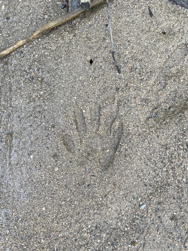 Raccoon Tracks – NatureTracking