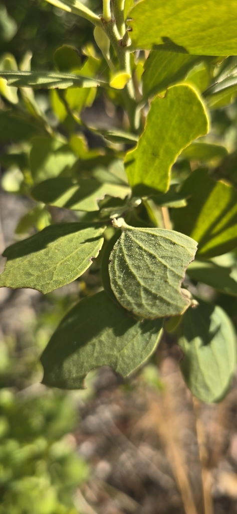 Broad Leaved Native Cherry from Nitmiluk NT 0852, Australia on July 16 ...