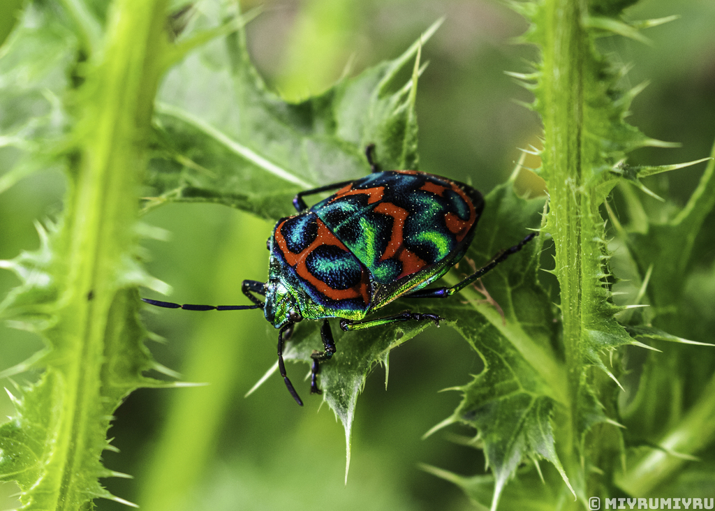 Poecilocoris splendidulus in May 2024 by Miyrumiyru. Rainbow clown ...