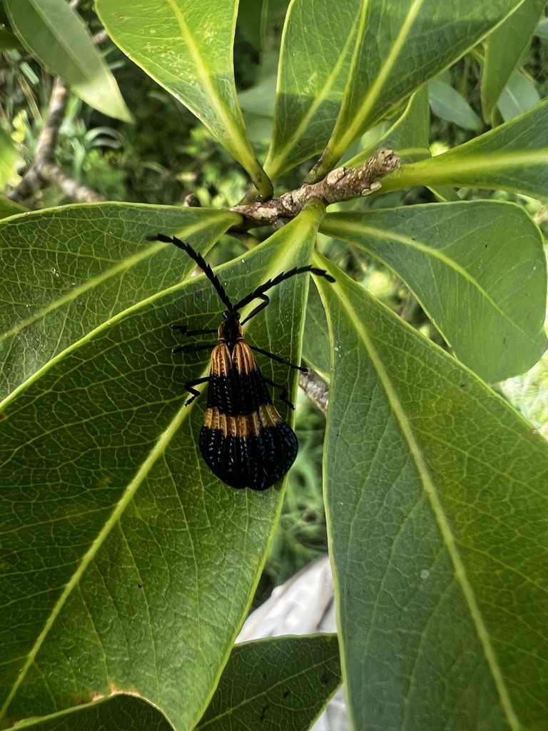 Water, Rove, Scarab, Long-horned, Leaf, and Snout Beetles from ...