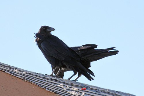 Common Raven (Jimmy Camp and Corral Bluffs Birds) · iNaturalist