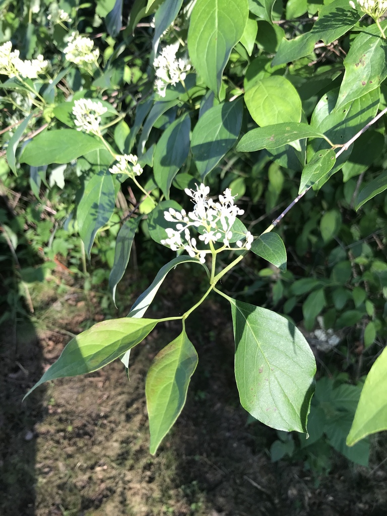 common dogwood from 155 Woodbine Dr, Cranberry Township, PA, US on June ...