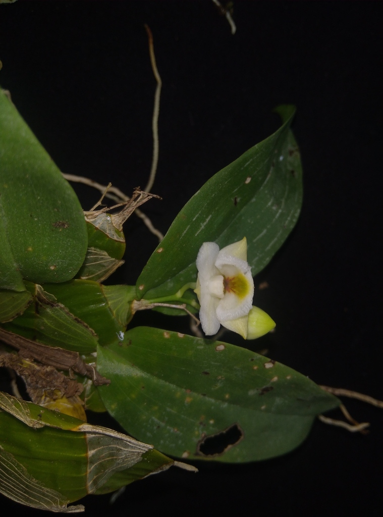 Dendrobium compressum from Kubu Raya Regency, West Kalimantan ...