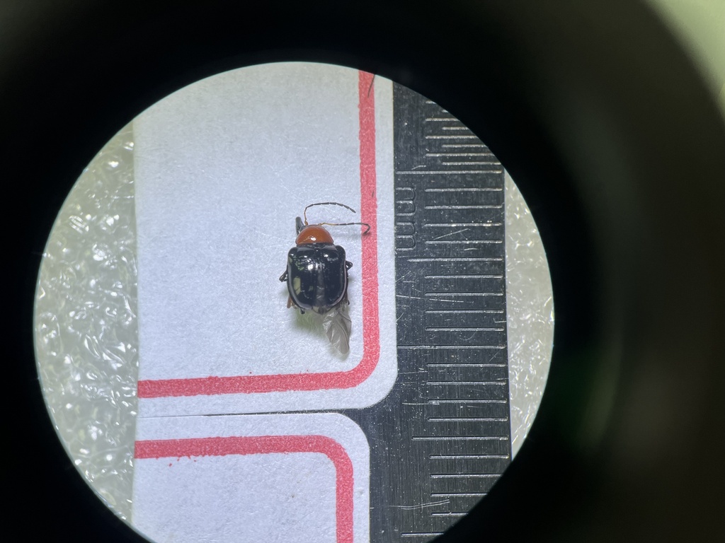 Basilepta ruficollis from 九龙园, 合肥市, 安徽省, CN on July 20, 2024 at 04:47 ...