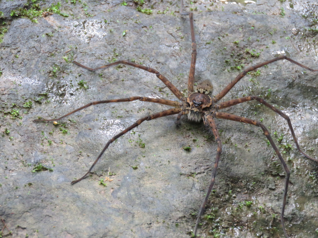Spiders from Falán, Tolima, Colombia on April 19, 2019 by Juan David ...