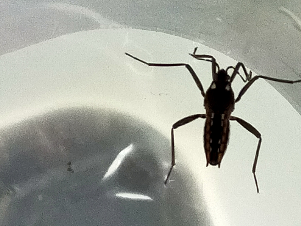 Capra's Water Cricket from Sutton, Vereinigtes Königreich on July 20 ...