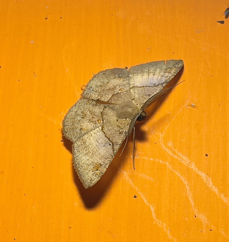 Petelia from WFQJ+GVM, Yang Makum Khasmahal, West Bengal 734301, India ...