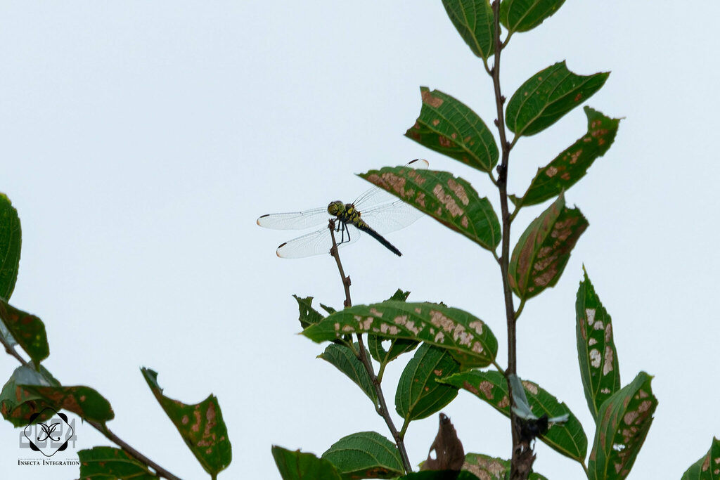 Sympetrum baccha from 中国江苏省南京市江宁区 on July 20, 2024 at 06:29 PM by ...