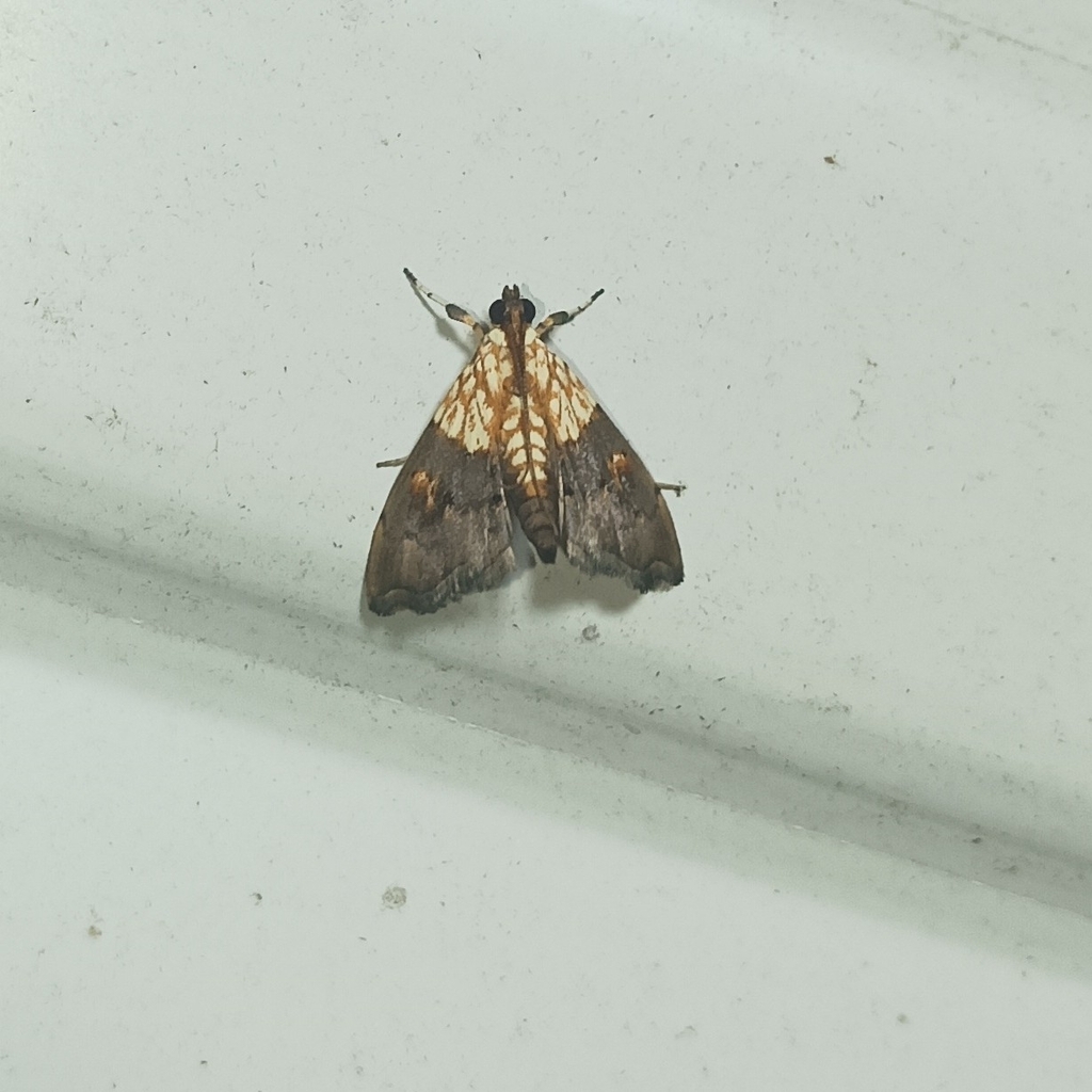 Agrotera from Darjiling, IN-WB, IN on July 20, 2024 at 08:34 PM by ...