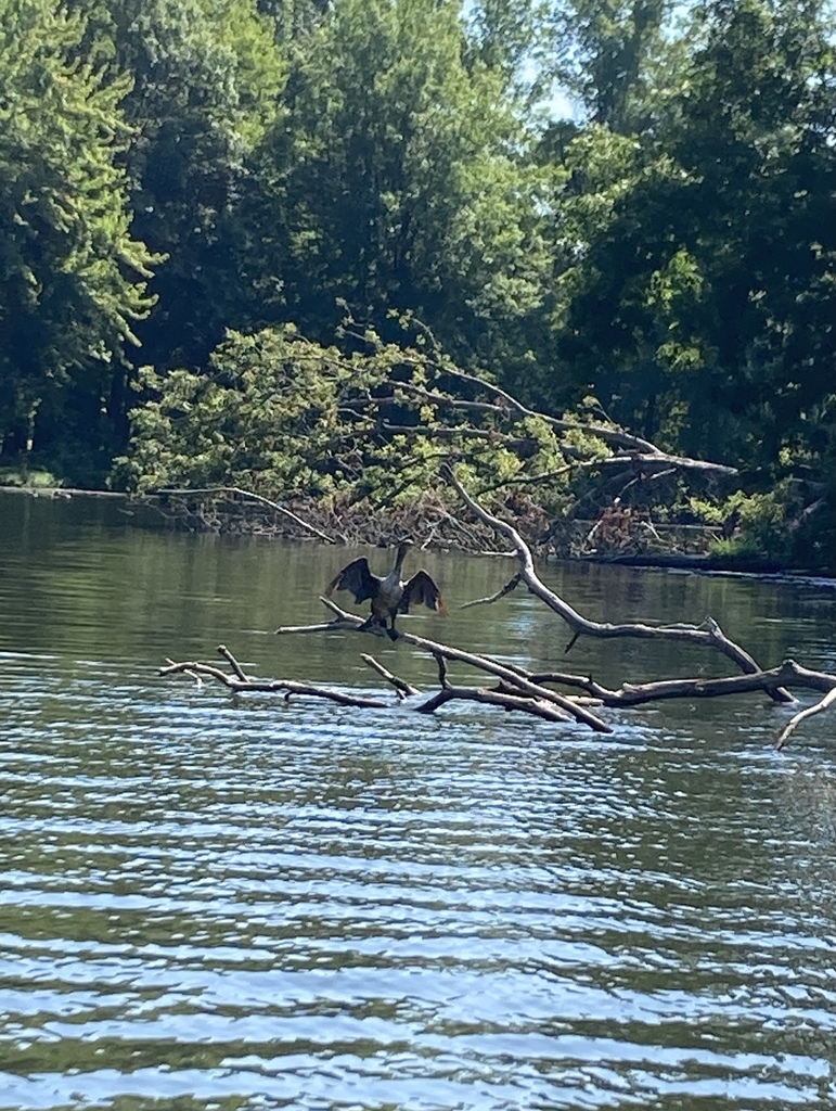 Double-crested Cormorant from Pymatuning Reservoir, Jamestown, PA, US ...