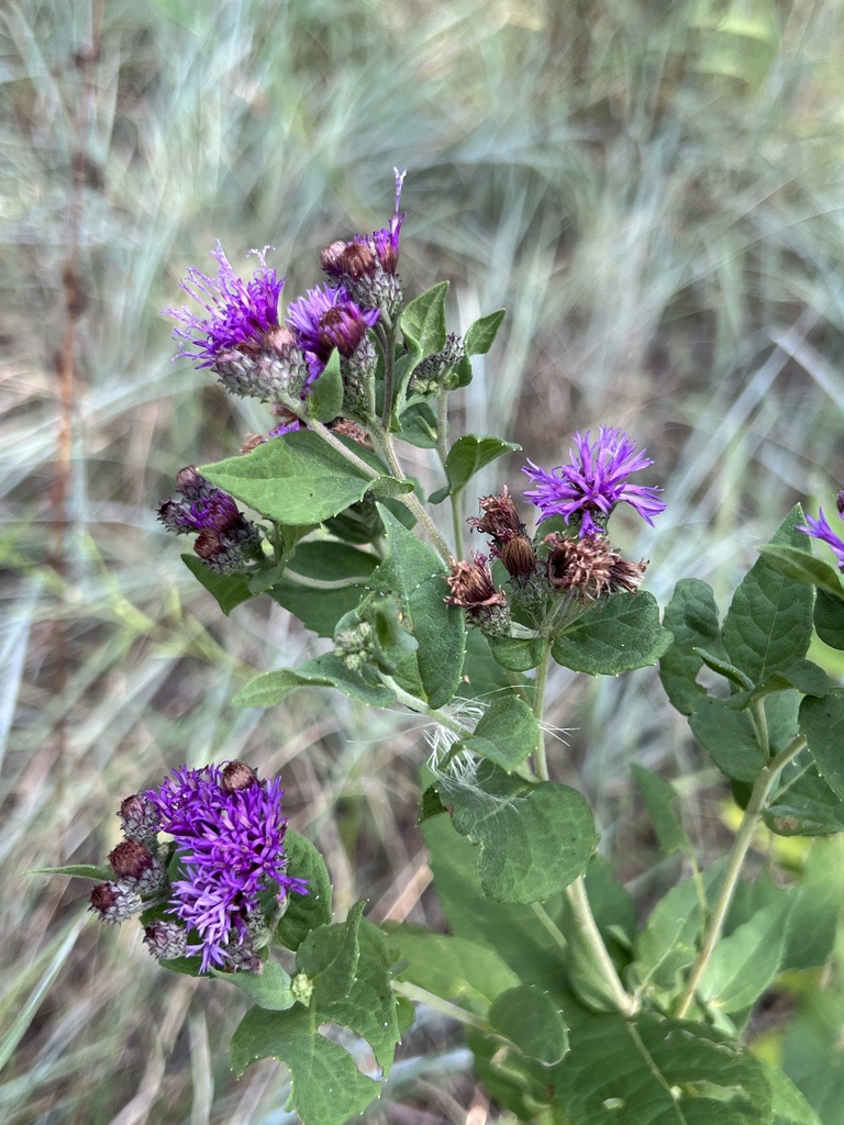Western Ironweed from Fort Worth, TX, US on July 20, 2024 at 09:19 AM ...