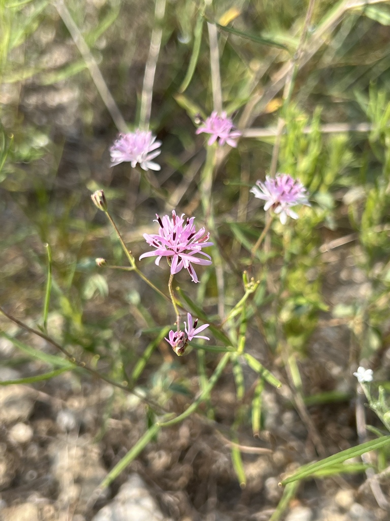 Small Palafox from Fort Worth, TX, US on July 20, 2024 at 09:27 AM by ...