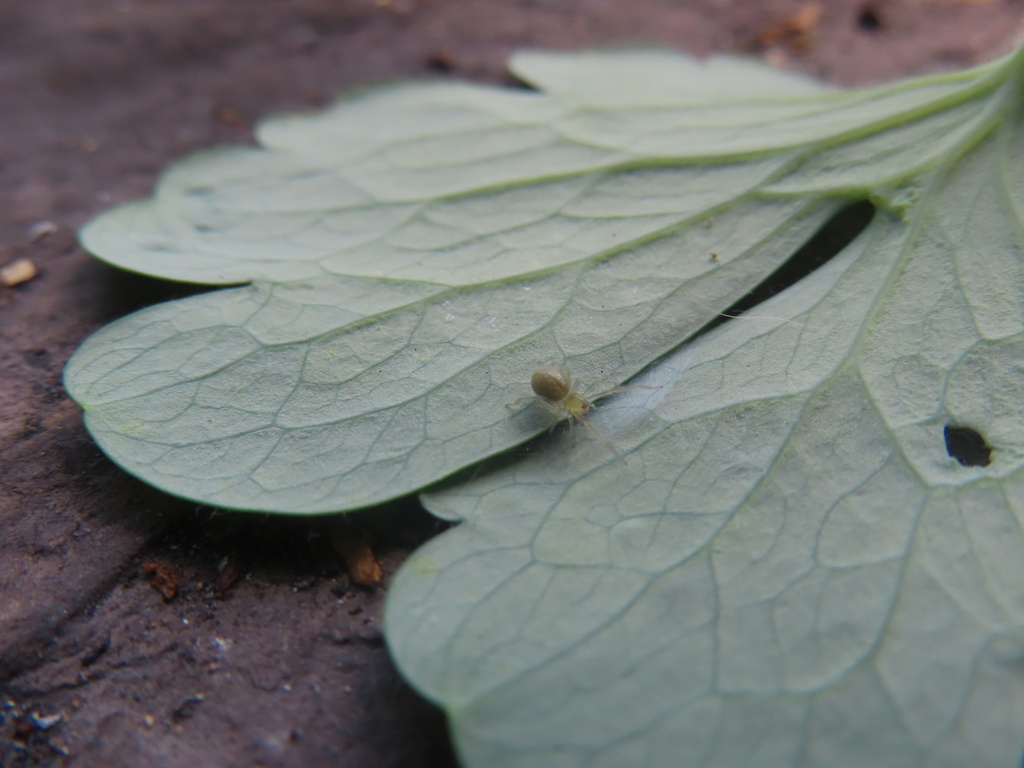 Northern Yellow Sac Spider from Green St, Saugeen Shores, ON, CA on ...