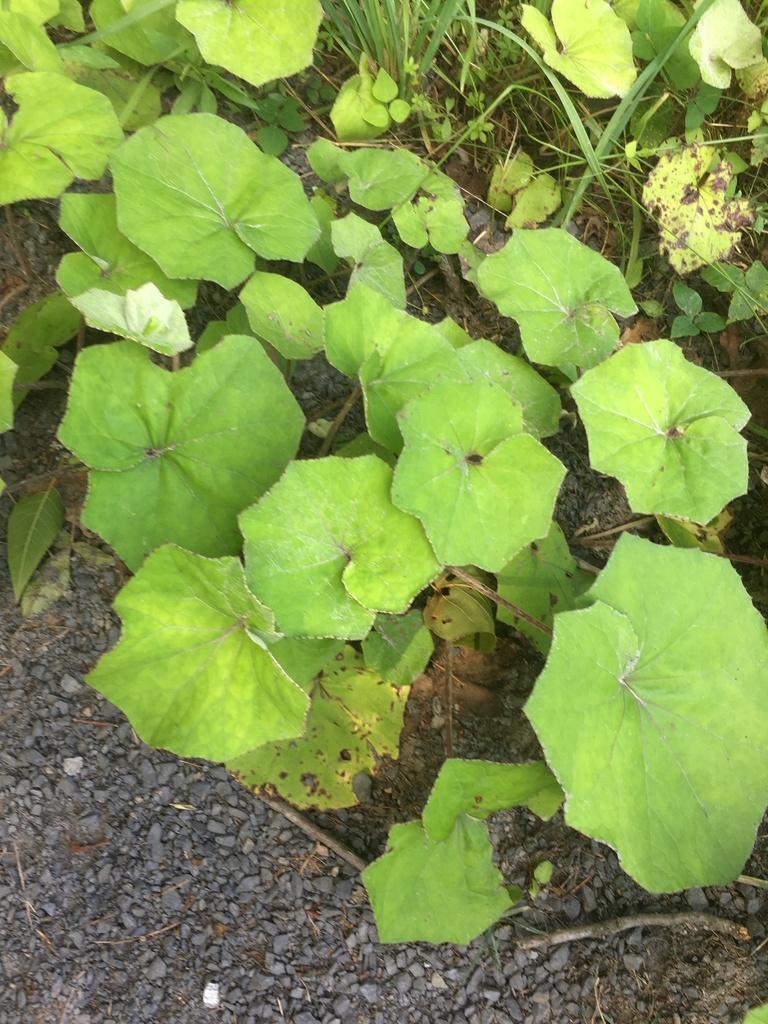 colt's-foot from Beaver Tree Trail, Delmar, NY, US on July 20, 2024 at ...